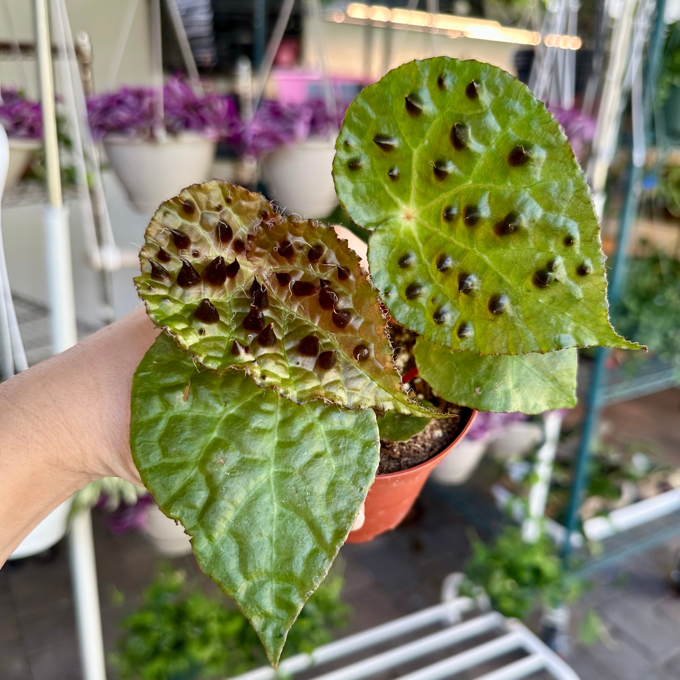 Begonia ferox - 4" pot – Land of Alice