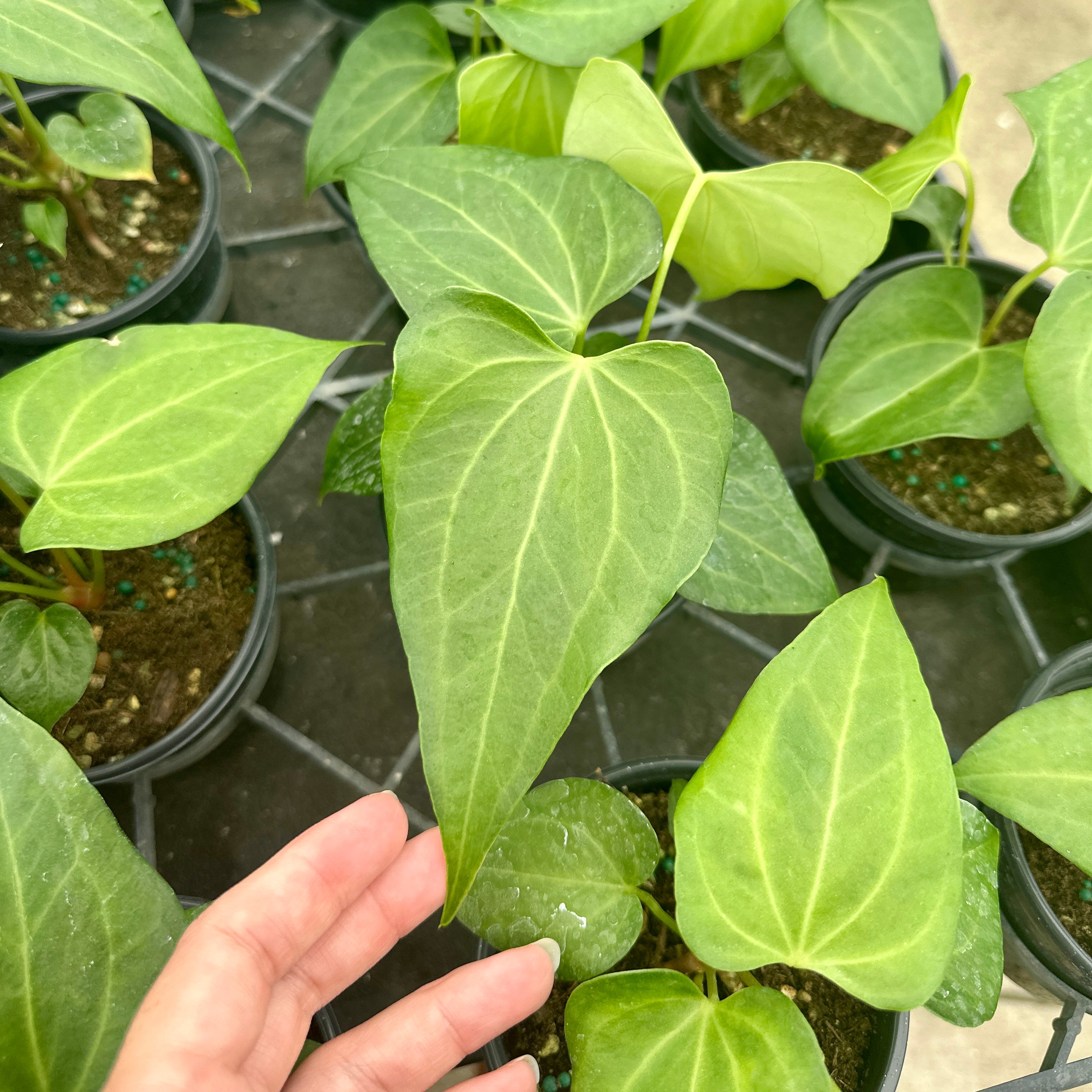 Anthurium delta force - 4” pot – Land of Alice