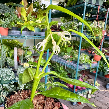 Shop all plants! – Land of Alice