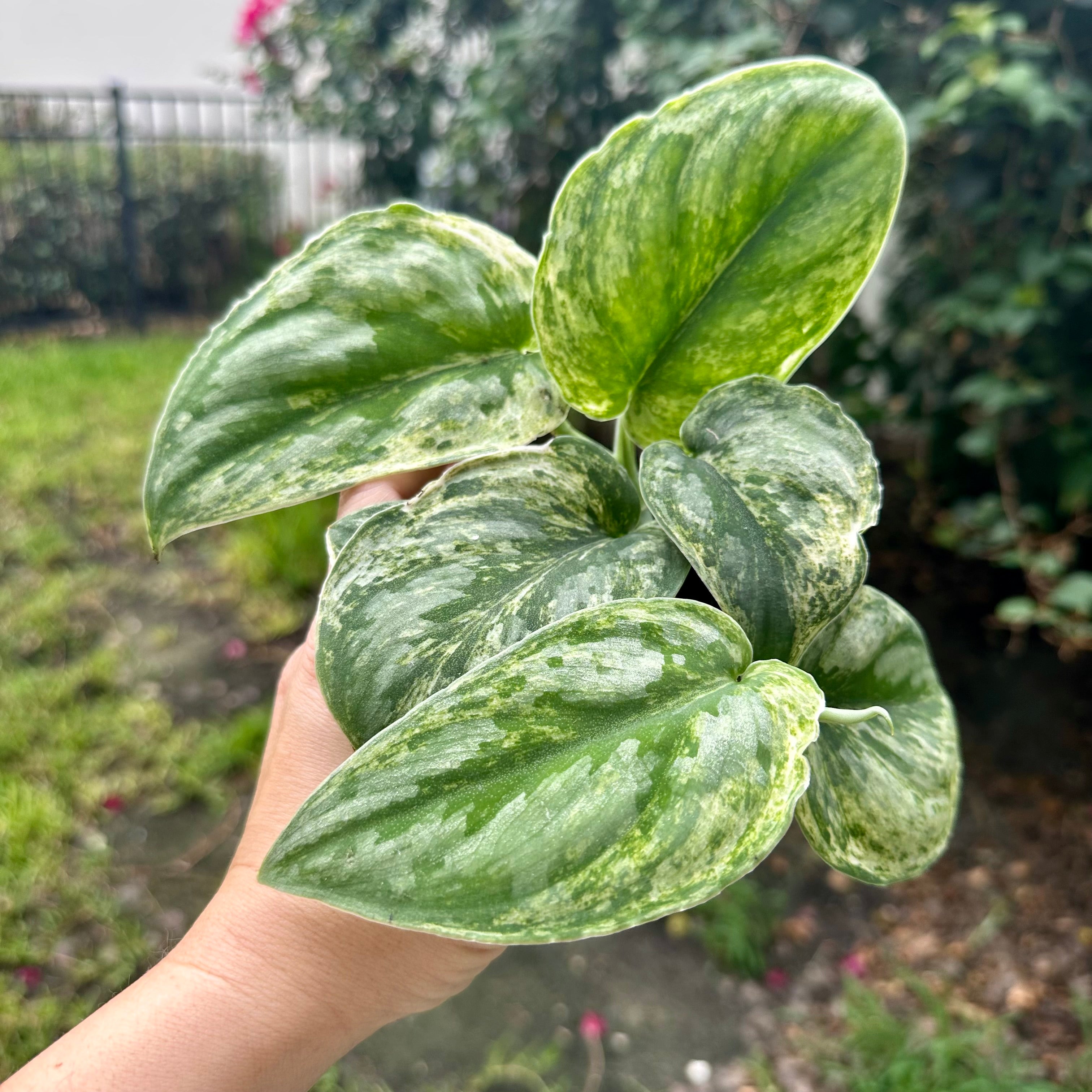 4" Scindapsus silver knight – Land of Alice