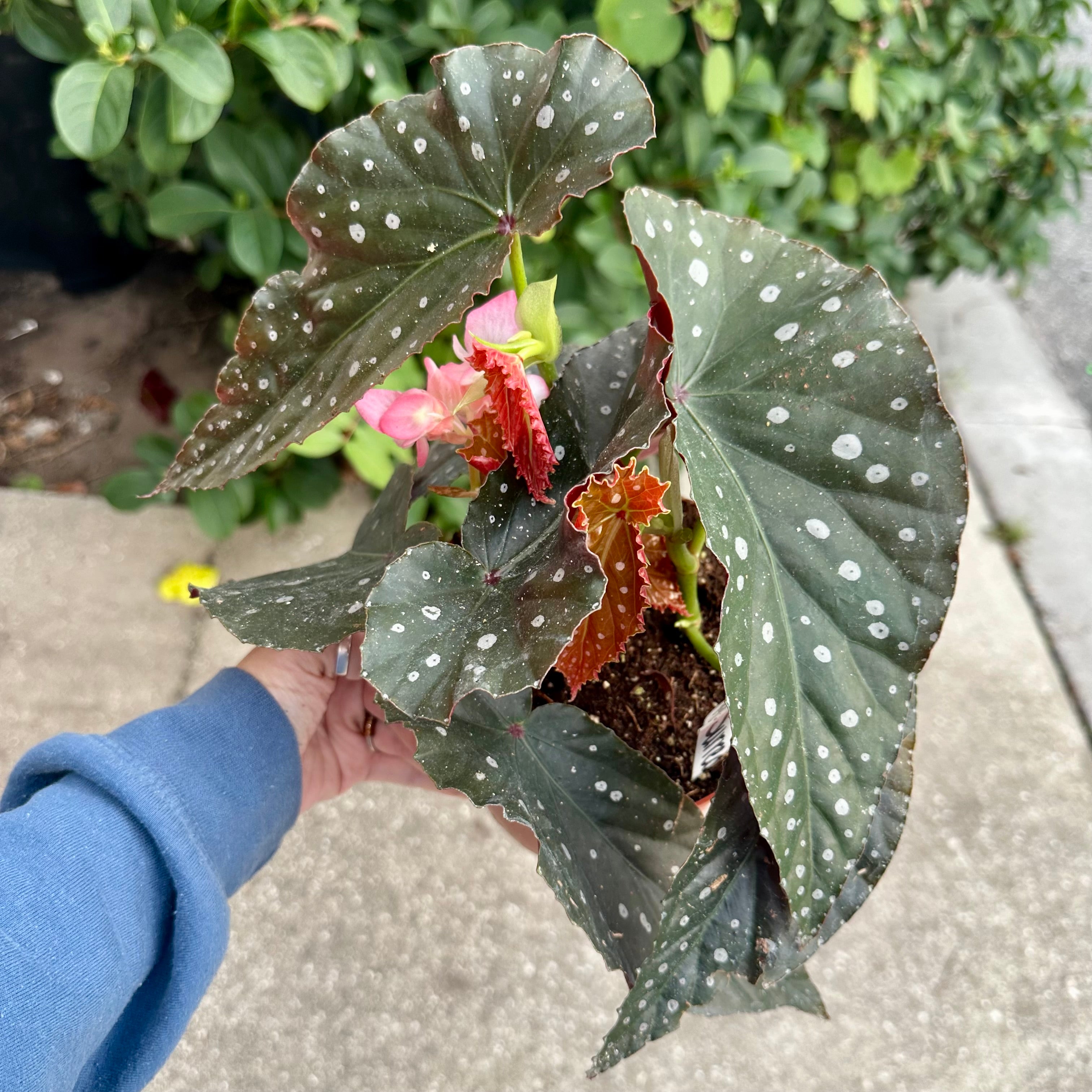 6” Angel Wing Begonia - Harmony’s Surreal – Land of Alice