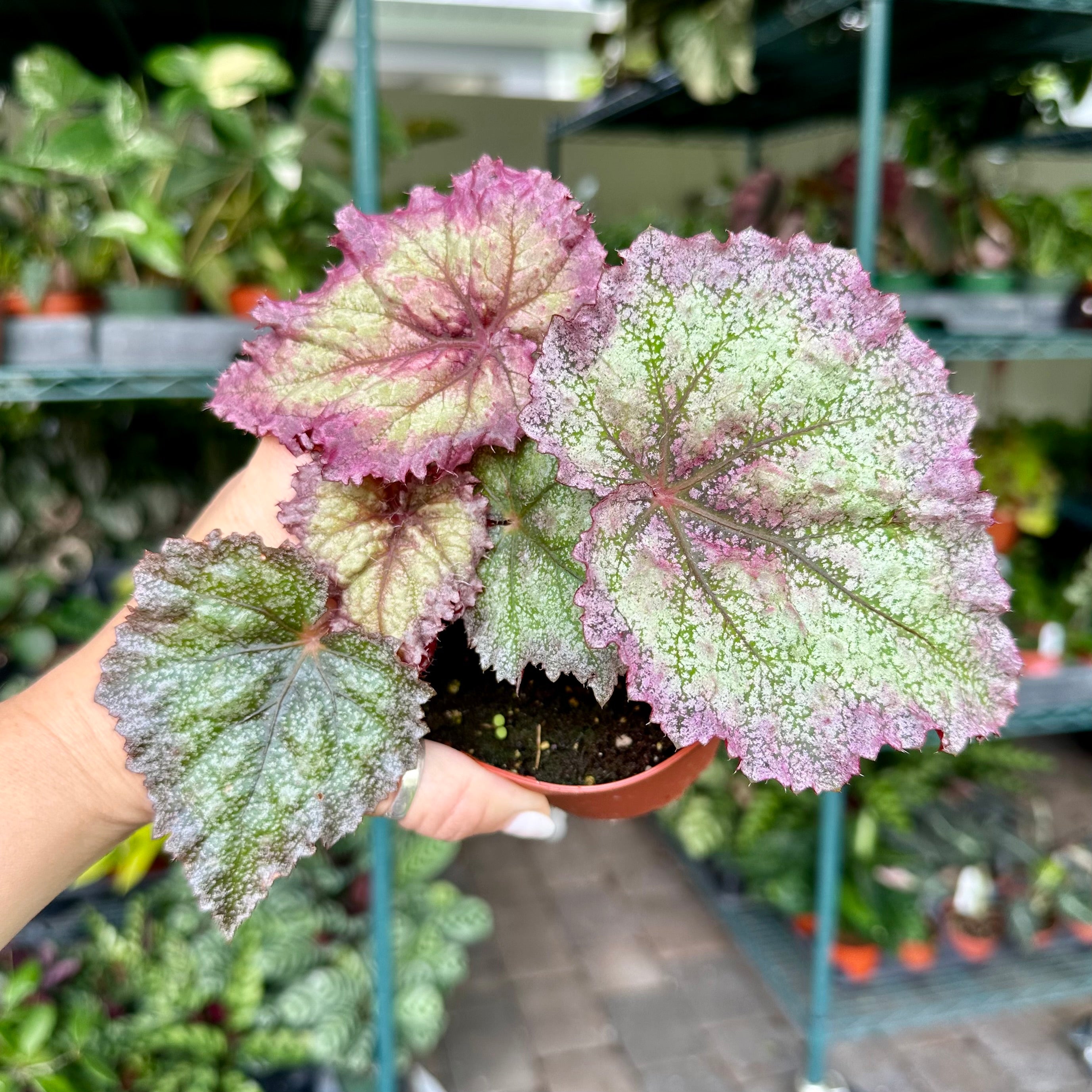 4” Begonia Harmony’s daenerys – Land of Alice