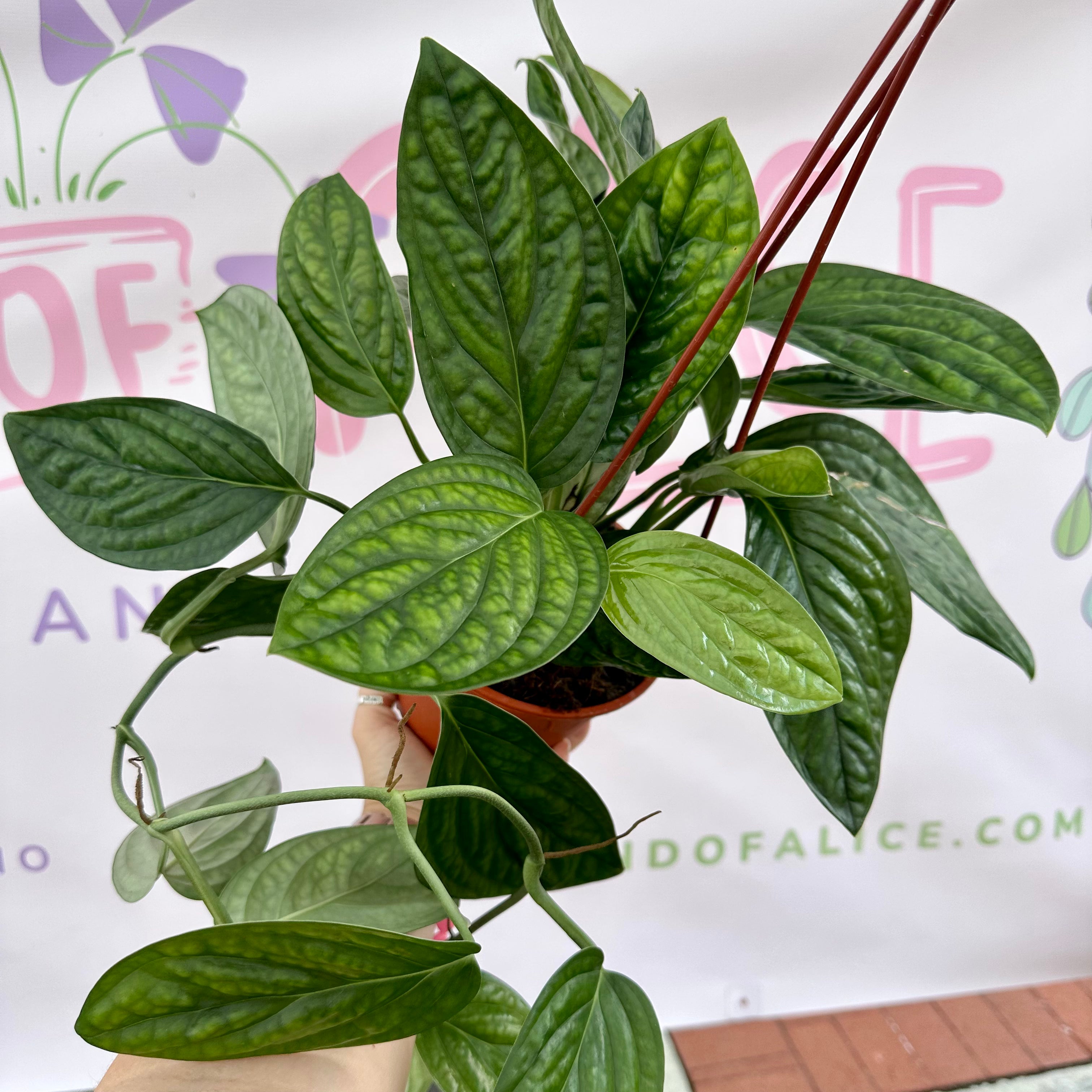 6” Monstera Peru – Land of Alice