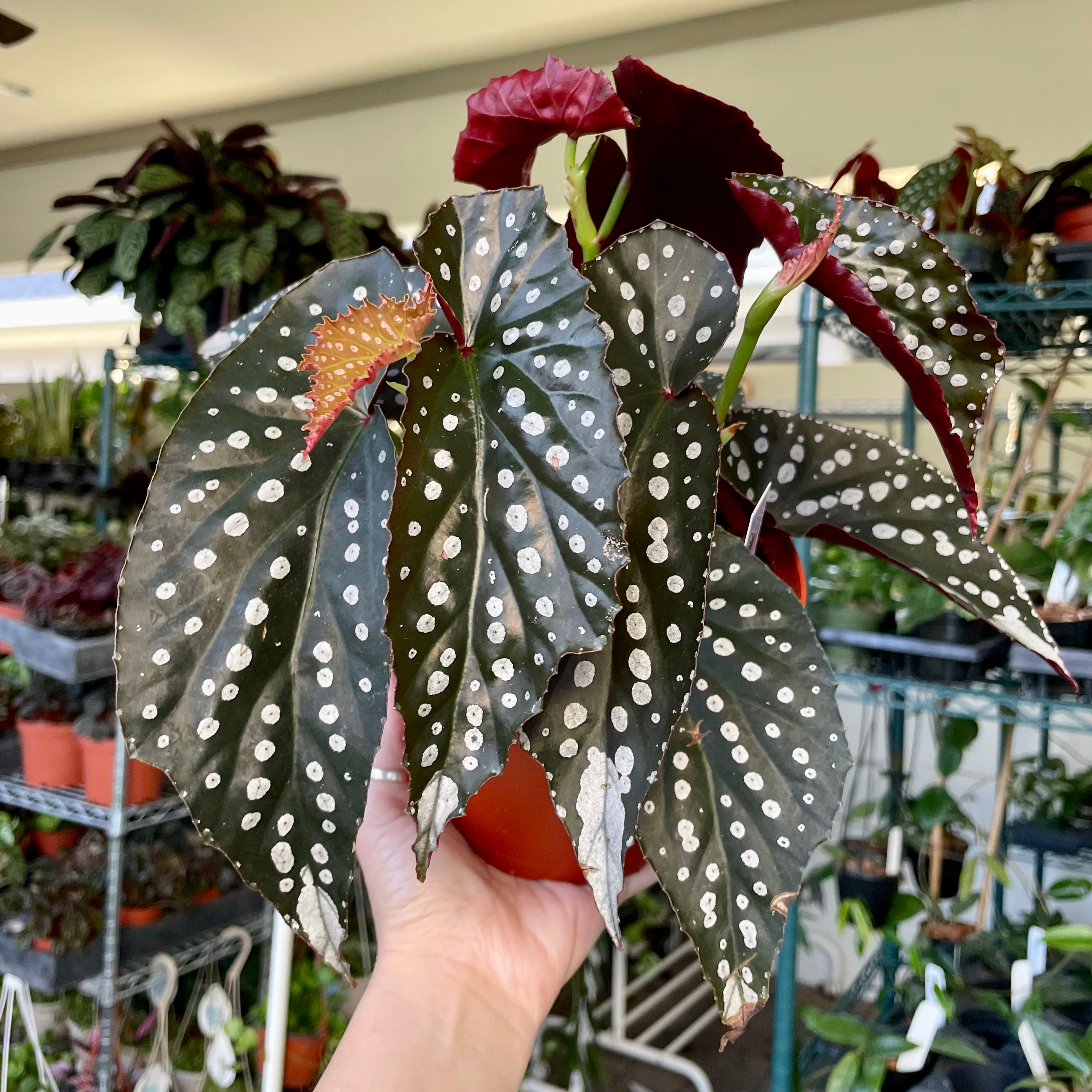 6” Angel Wing Begonia - ‘Harmony's Kismet’ – Land of Alice